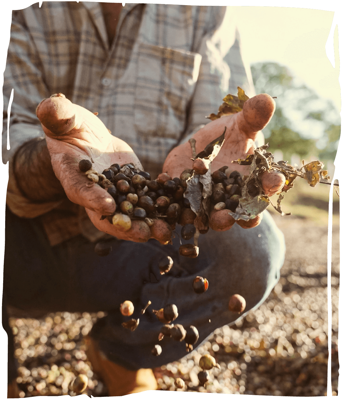 Tail Wagger Coffee - 100% Arabica, sustainable & ethically sourced ...